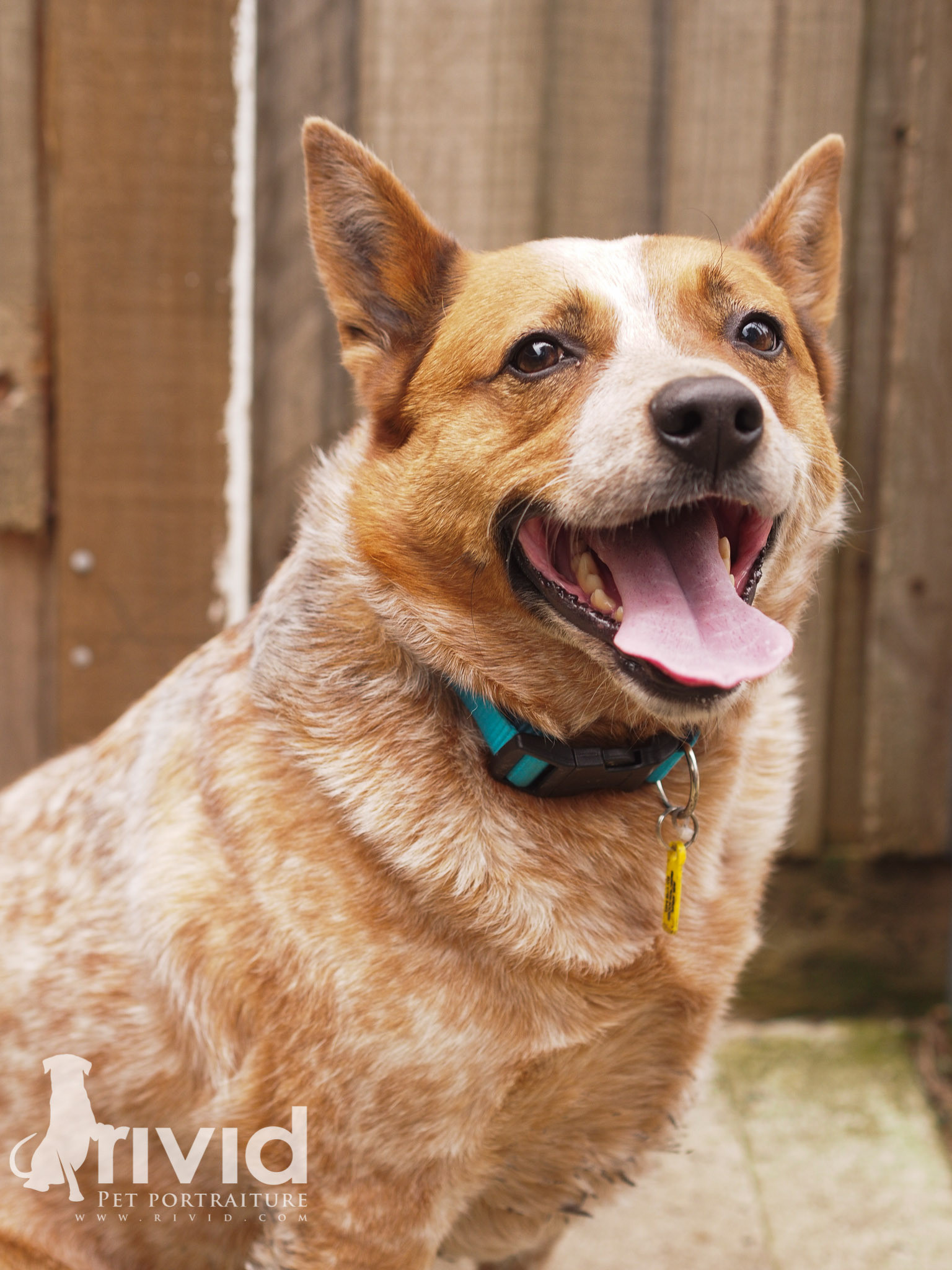 Clifford - Medium Male Red Heeler Dog in VIC - PetRescue
