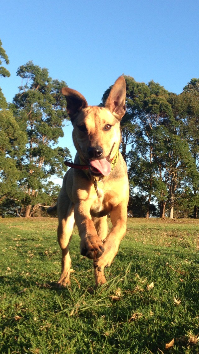 Daphne - Medium Female Rhodesian Ridgeback x Labrador Mix Dog in NSW ...
