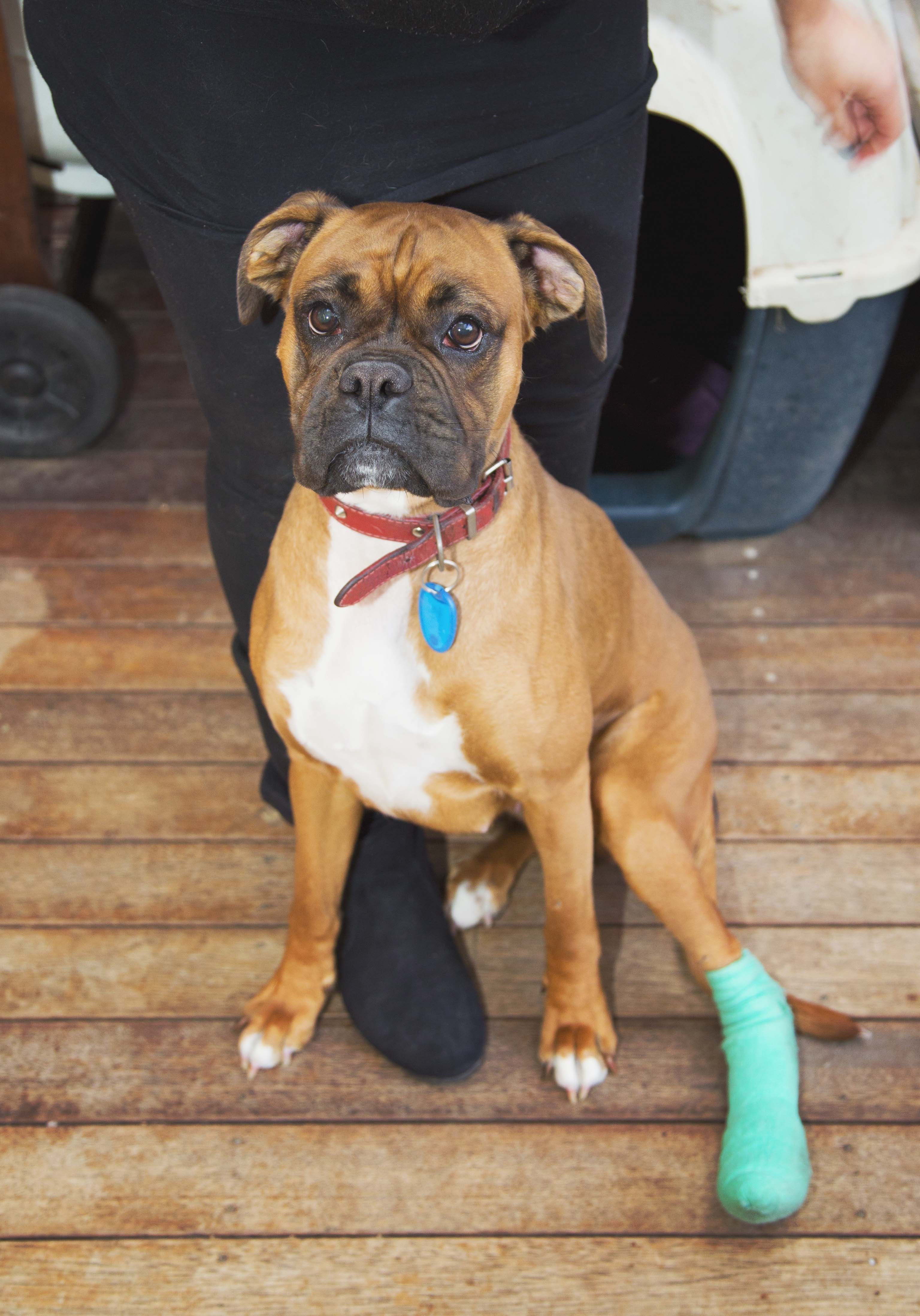 Mali - Large Female Boxer Dog in VIC - PetRescue