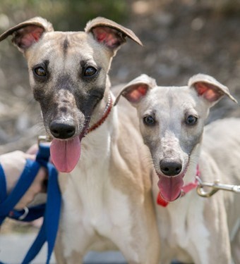 Jaz - Medium Female Whippet Dog in QLD - PetRescue