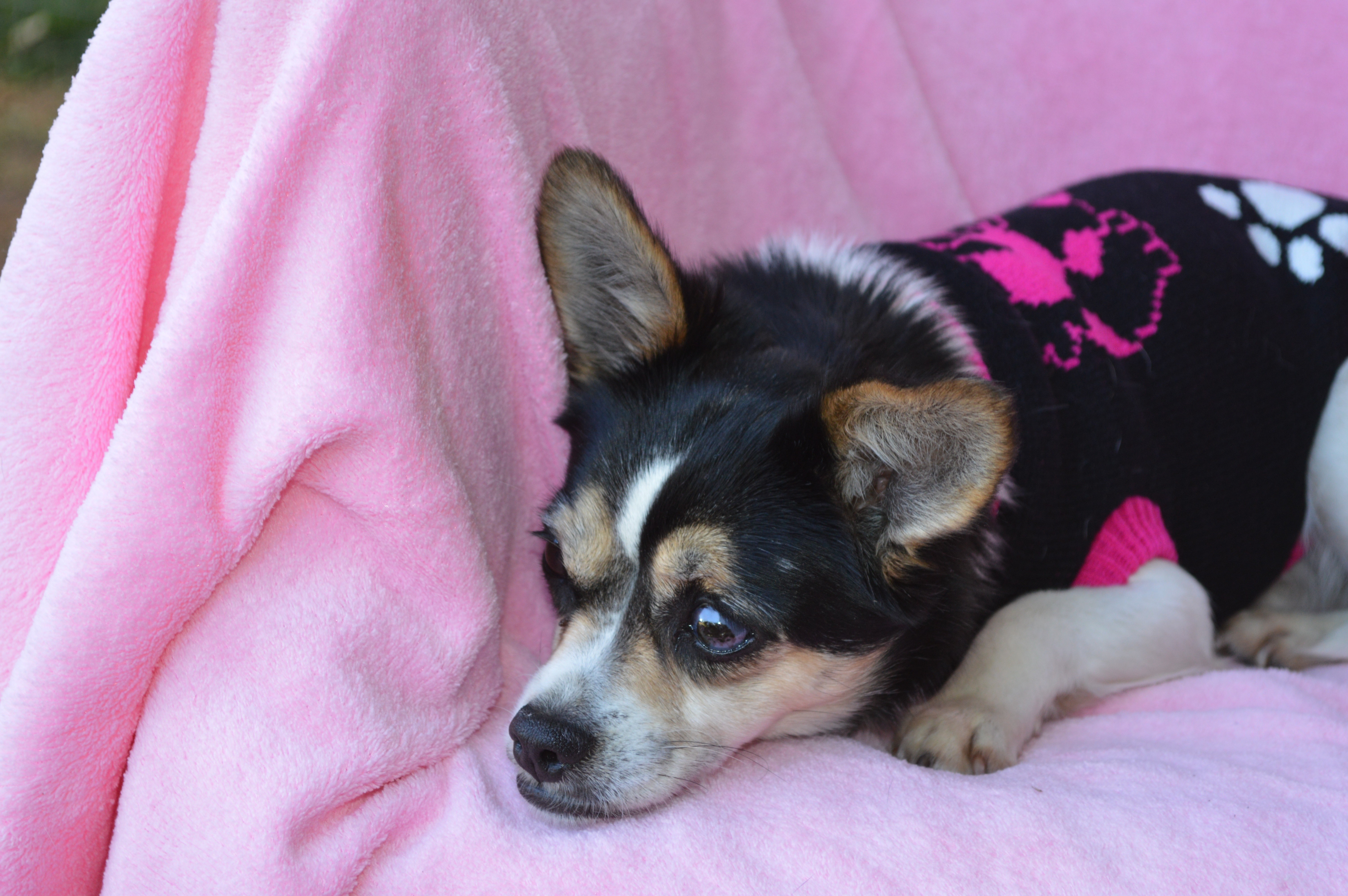 Penny - Small Female Dog in NSW - PetRescue