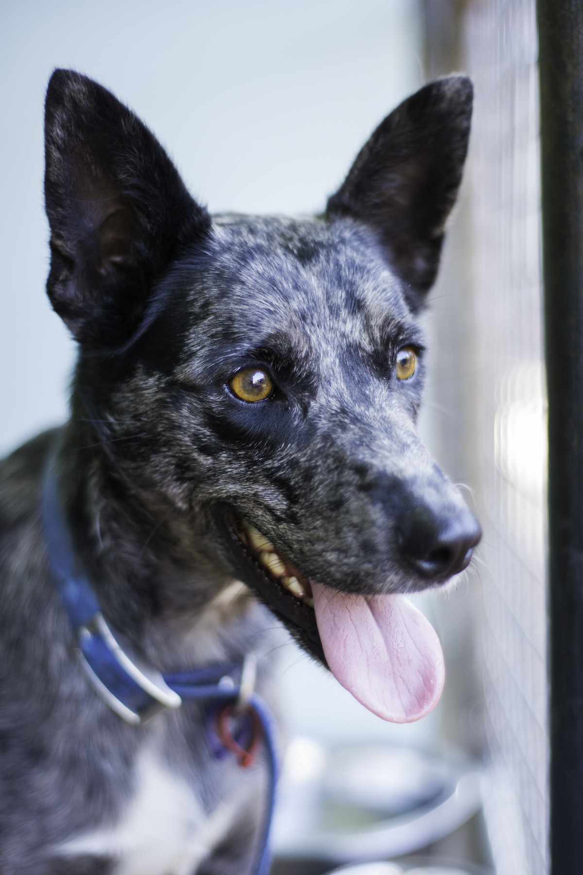 Dotti - Medium Female Australian Koolie Mix Dog in QLD - PetRescue