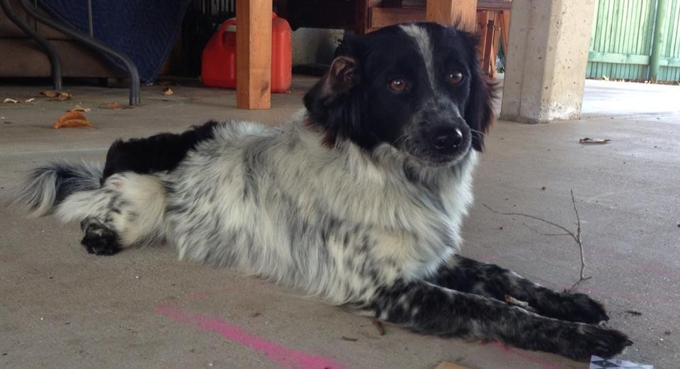 Oreo - Small Male Cocker Spaniel, English x Spitz Mix Dog in QLD ...