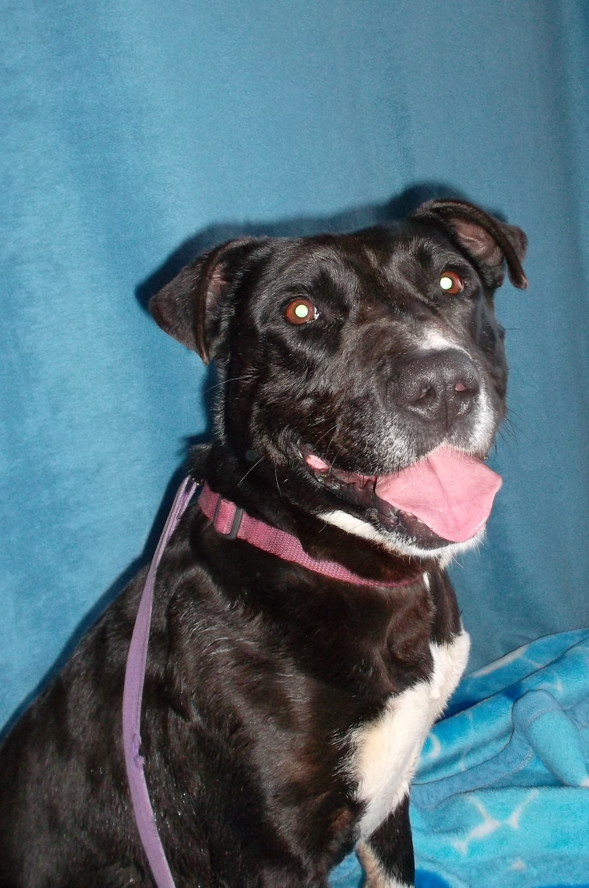 Buster - Medium Male Labrador x Staffordshire Bull Terrier Mix Dog in ...