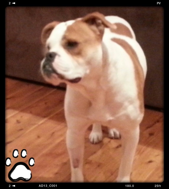 Poe - Medium Female Australian Bulldog x Boxer Mix Dog in NSW - PetRescue