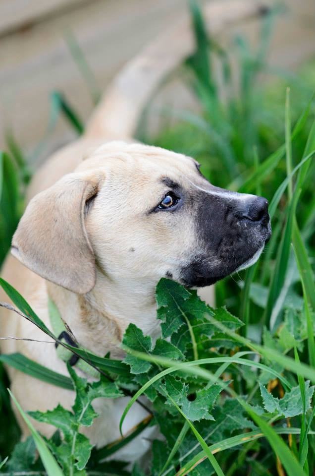 Maverick - Large Male Rhodesian Ridgeback x Mastiff Mix Dog in VIC ...