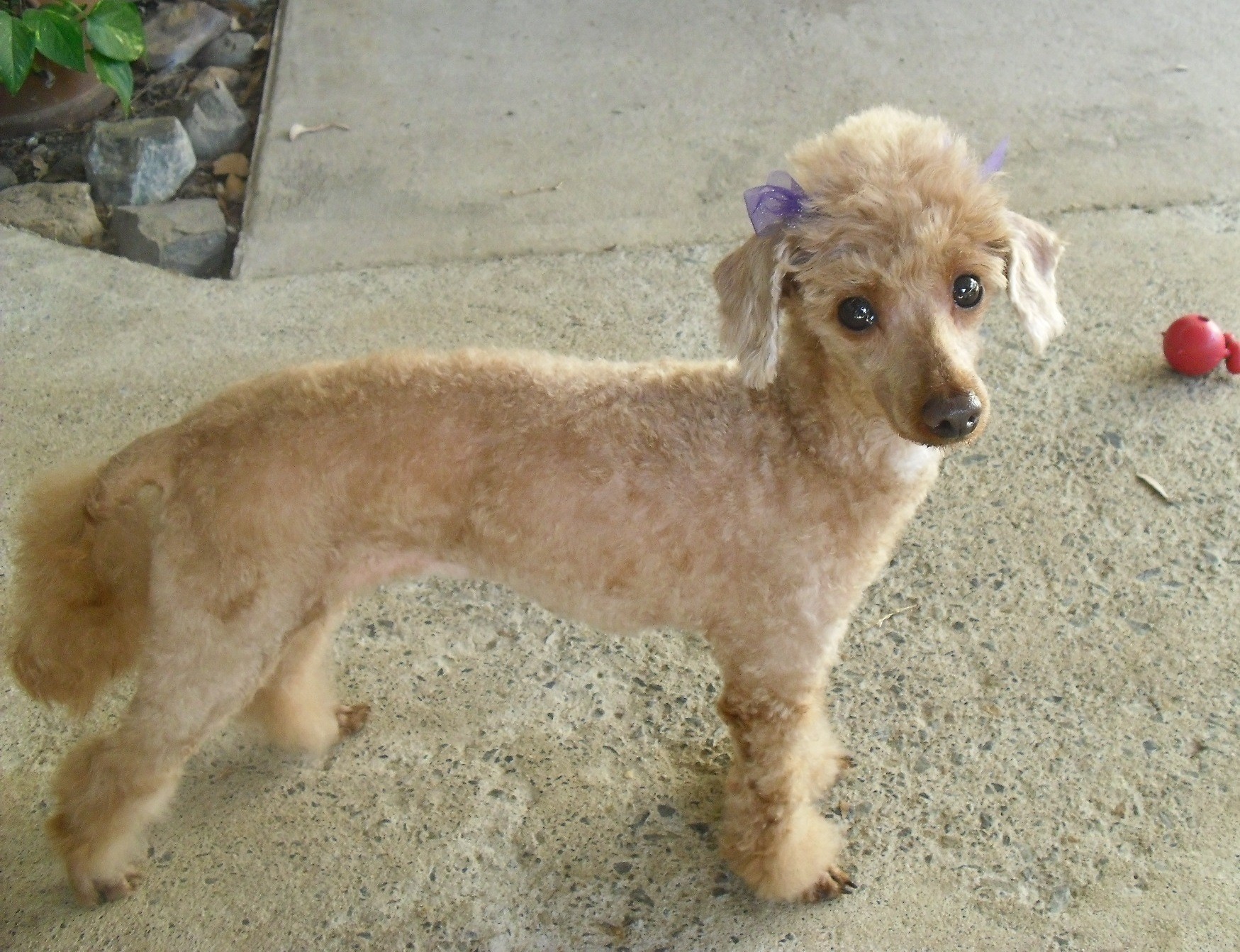 Priscilla - Small Female Poodle Toy Dog in QLD - PetRescue