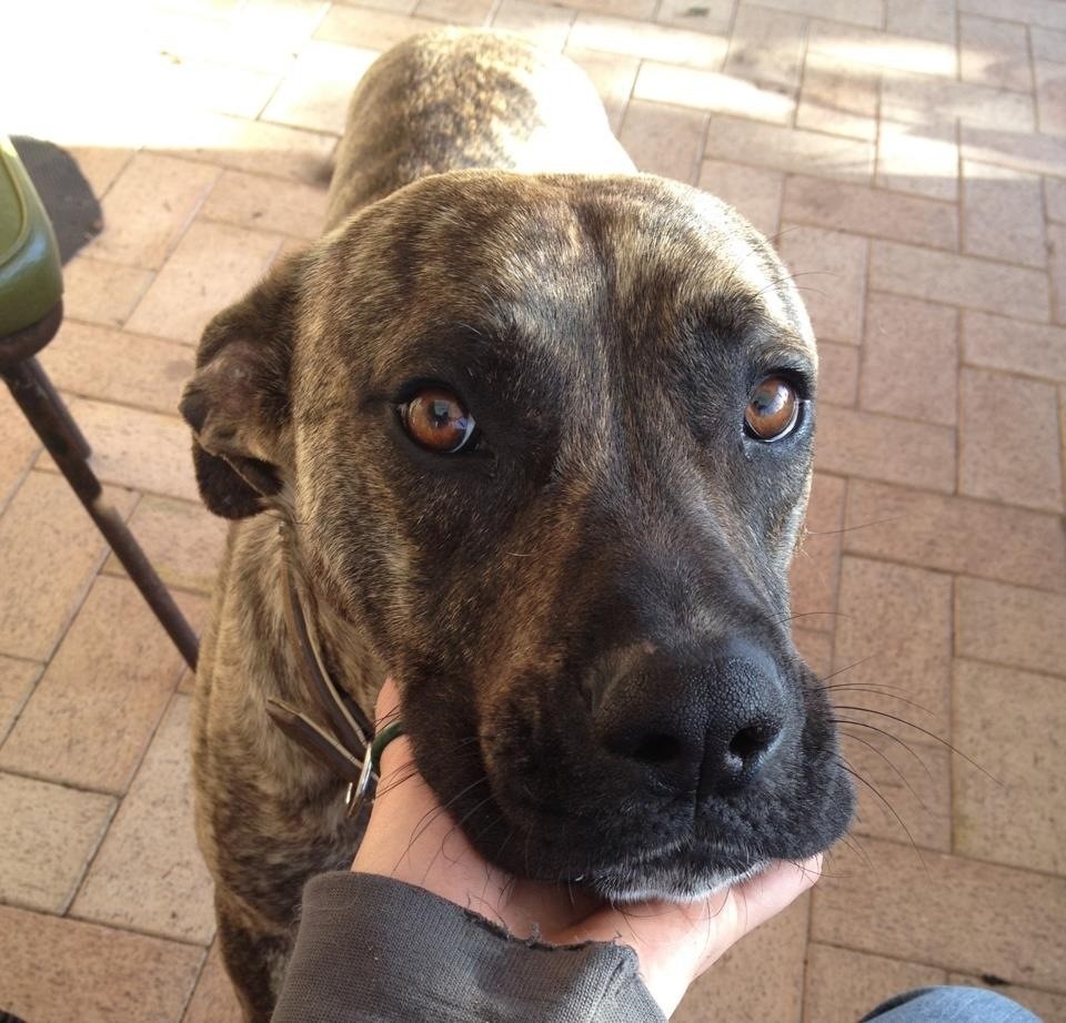 Walter - Medium Male Mastiff Mix Dog in WA - PetRescue