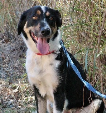 Coco - Medium Male Border Collie x New Zealand Huntaway Mix Dog in QLD ...