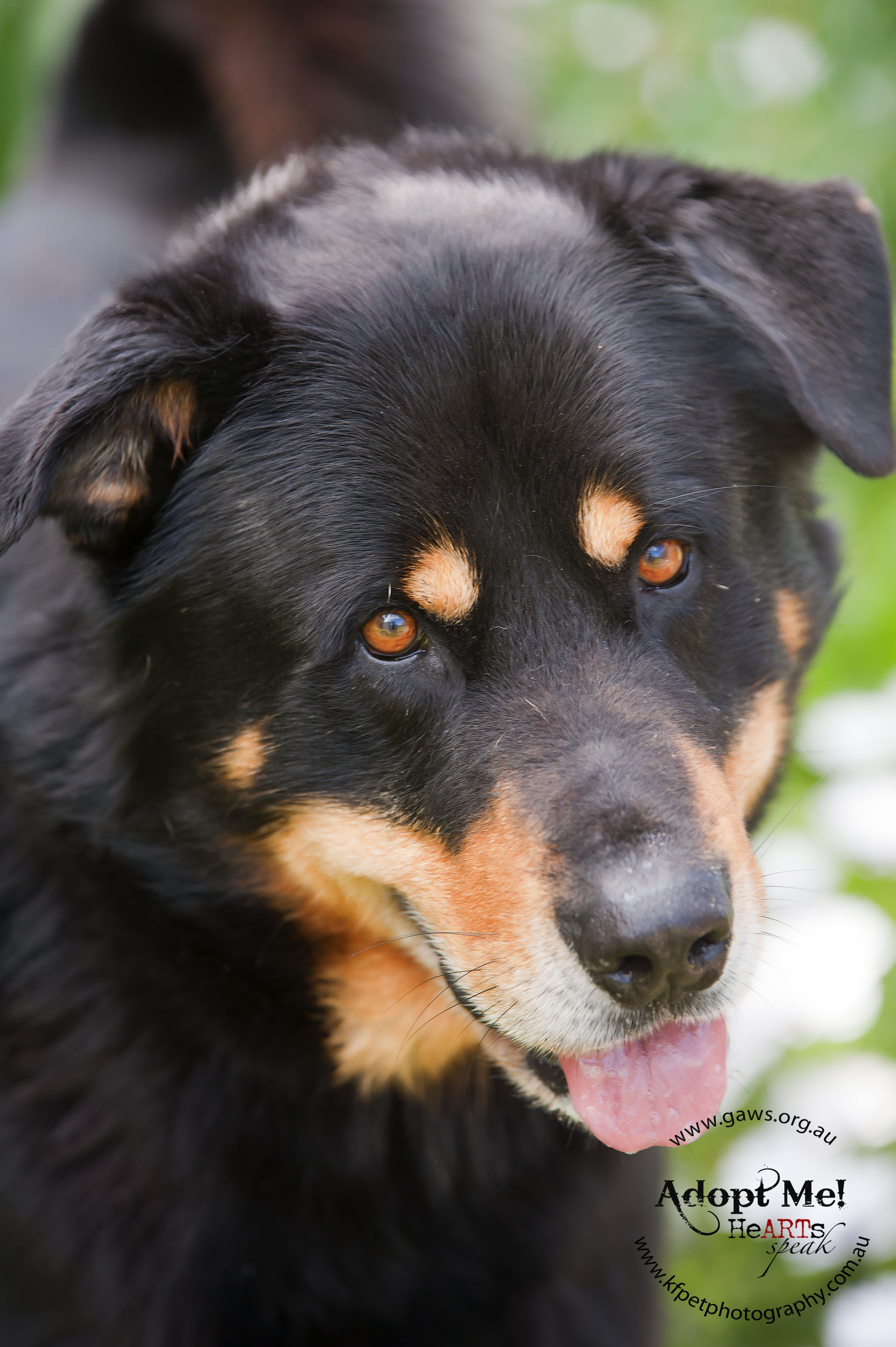 Buddy ID17466 - Large Male Alaskan Malamute x Rottweiler Mix Dog in VIC ...