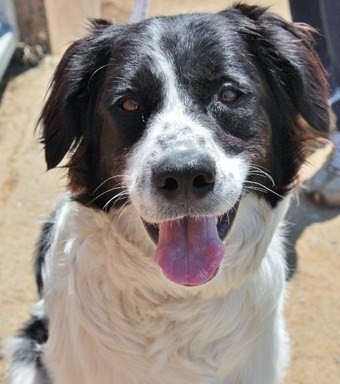 Bella - Medium Female Border Collie x Maremma Sheepdog Mix Dog in QLD ...