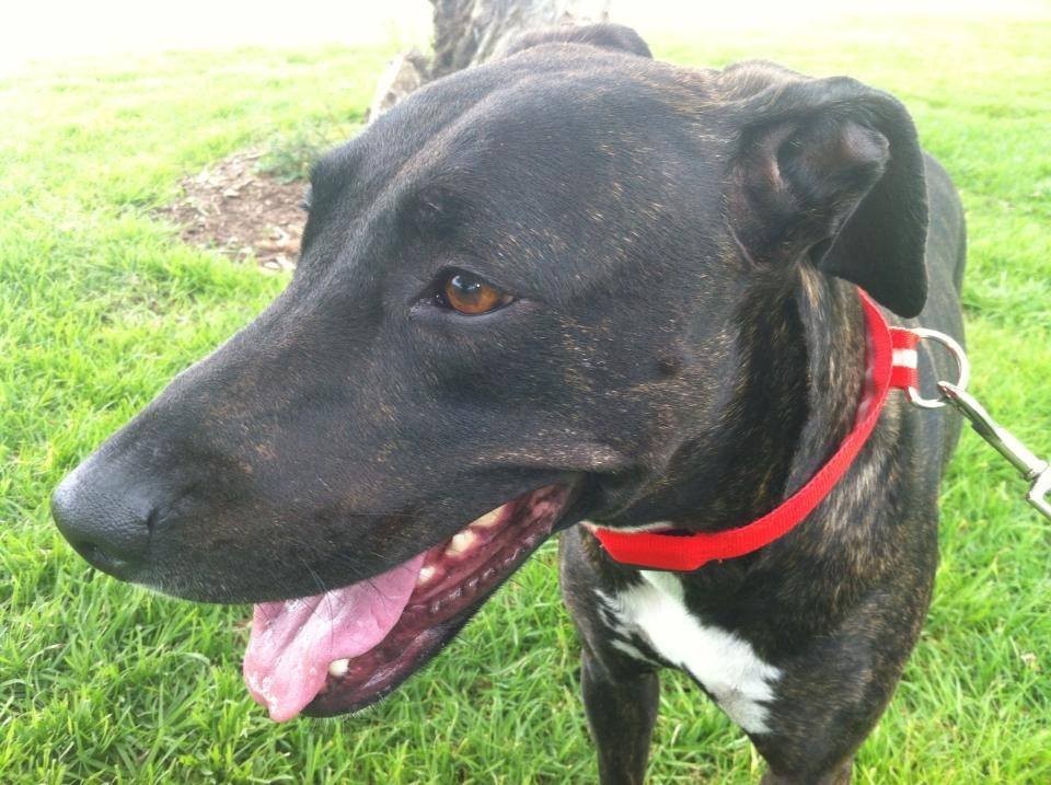 Suki - Medium Female Greyhound Mix Dog in WA - PetRescue