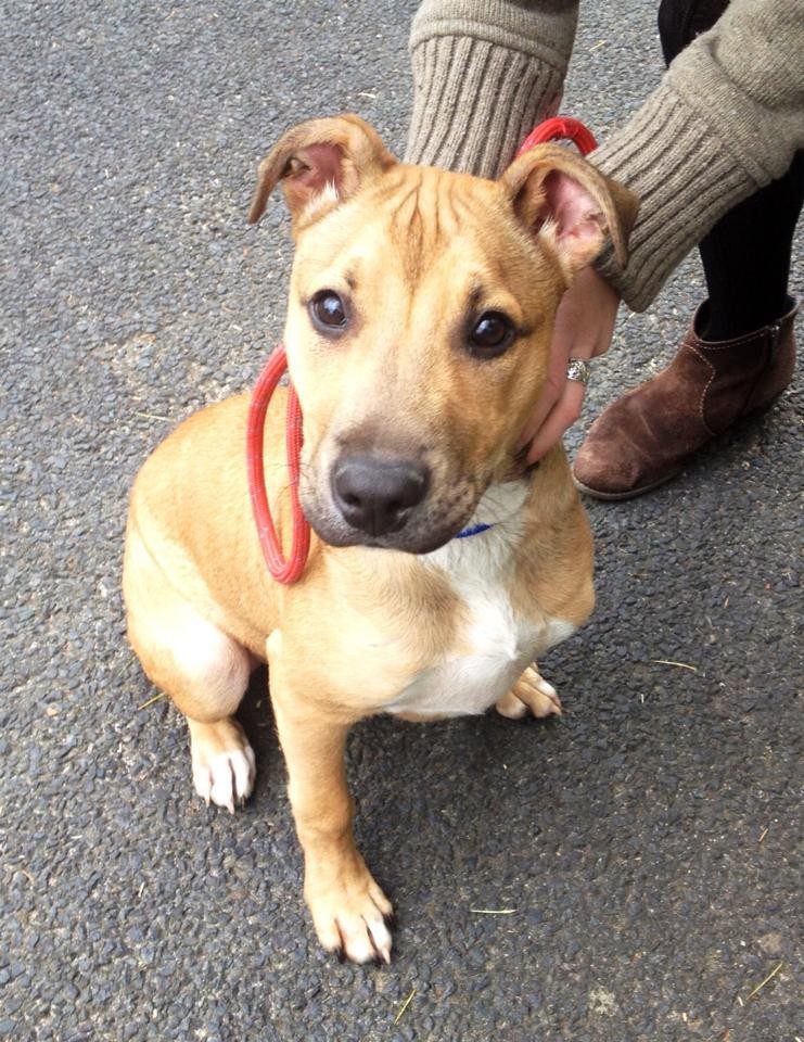Diesel - Medium Male Rhodesian Ridgeback x Kelpie Mix Dog in VIC ...