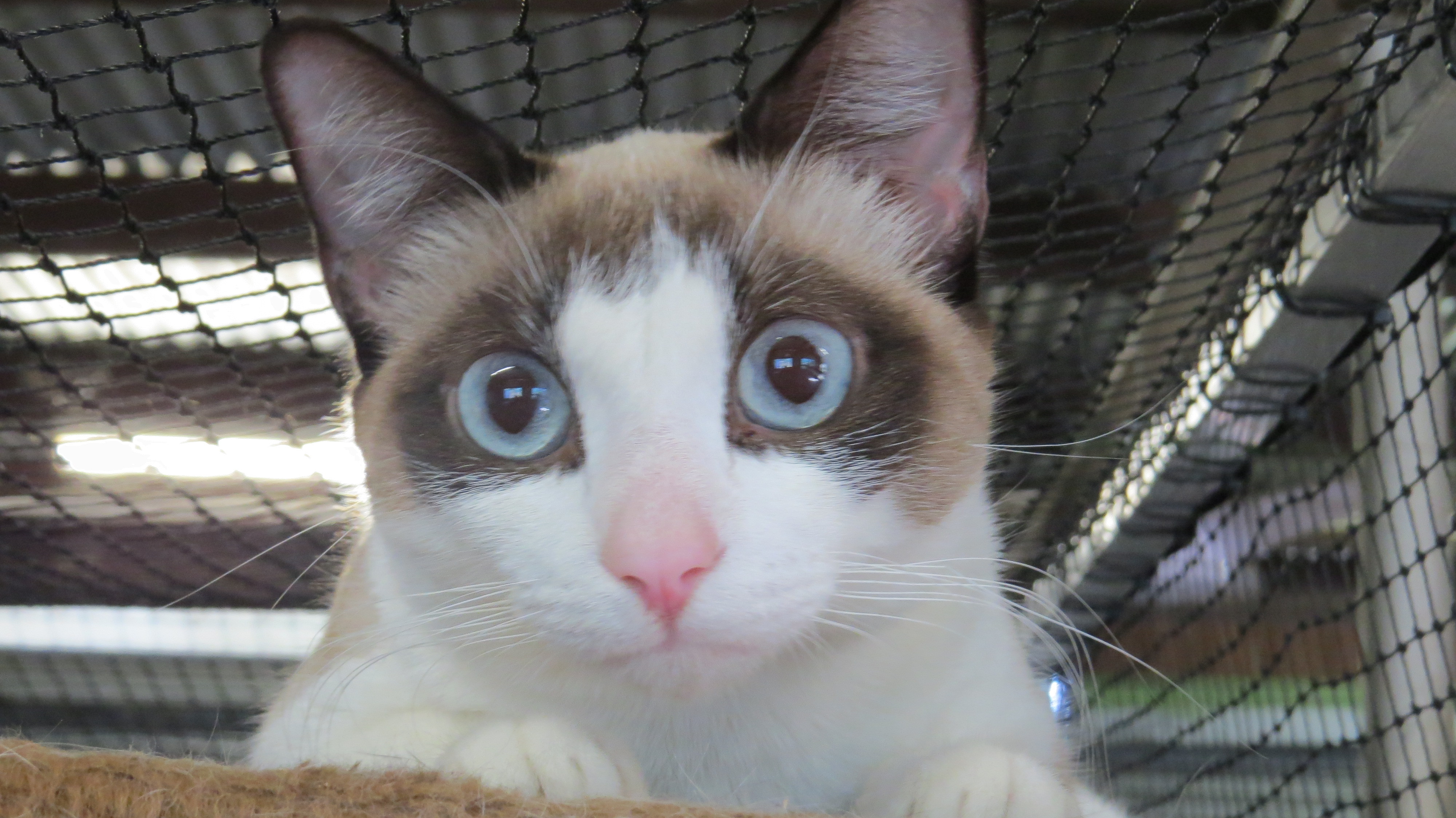 Snowy - Female Ragdoll x Manx Cat in QLD - PetRescue