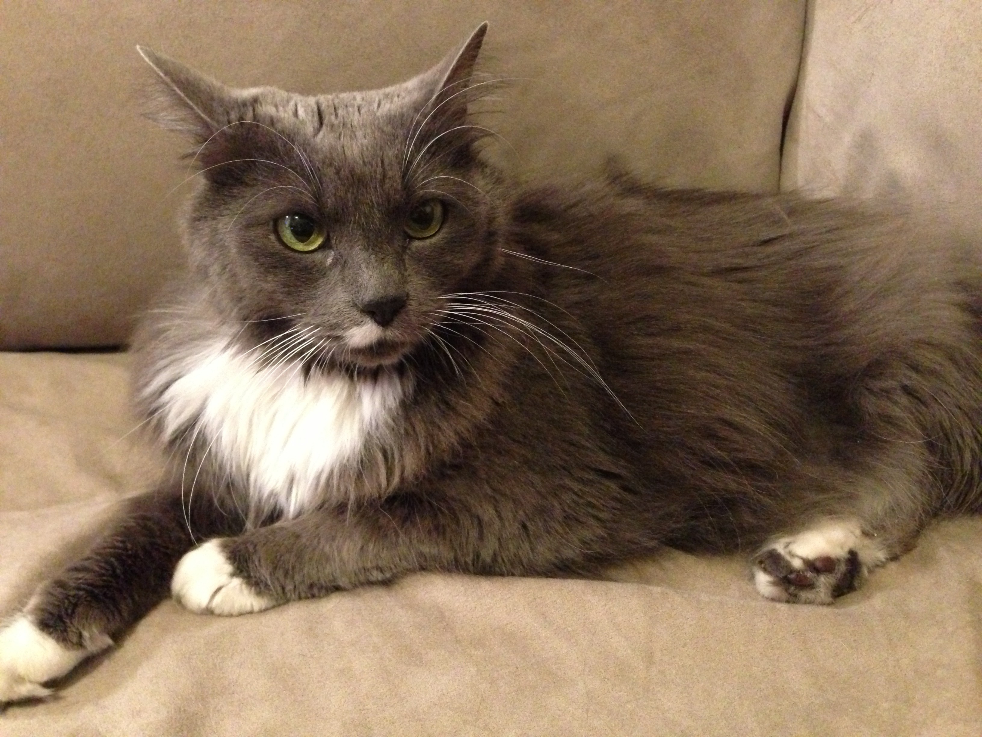 Mila - Female Ragdoll x Russian Blue Cat in NSW - PetRescue