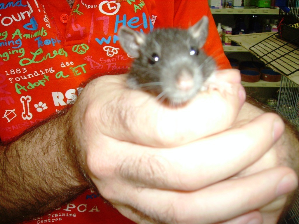 Blaze - Male Rat Rodent in QLD - PetRescue