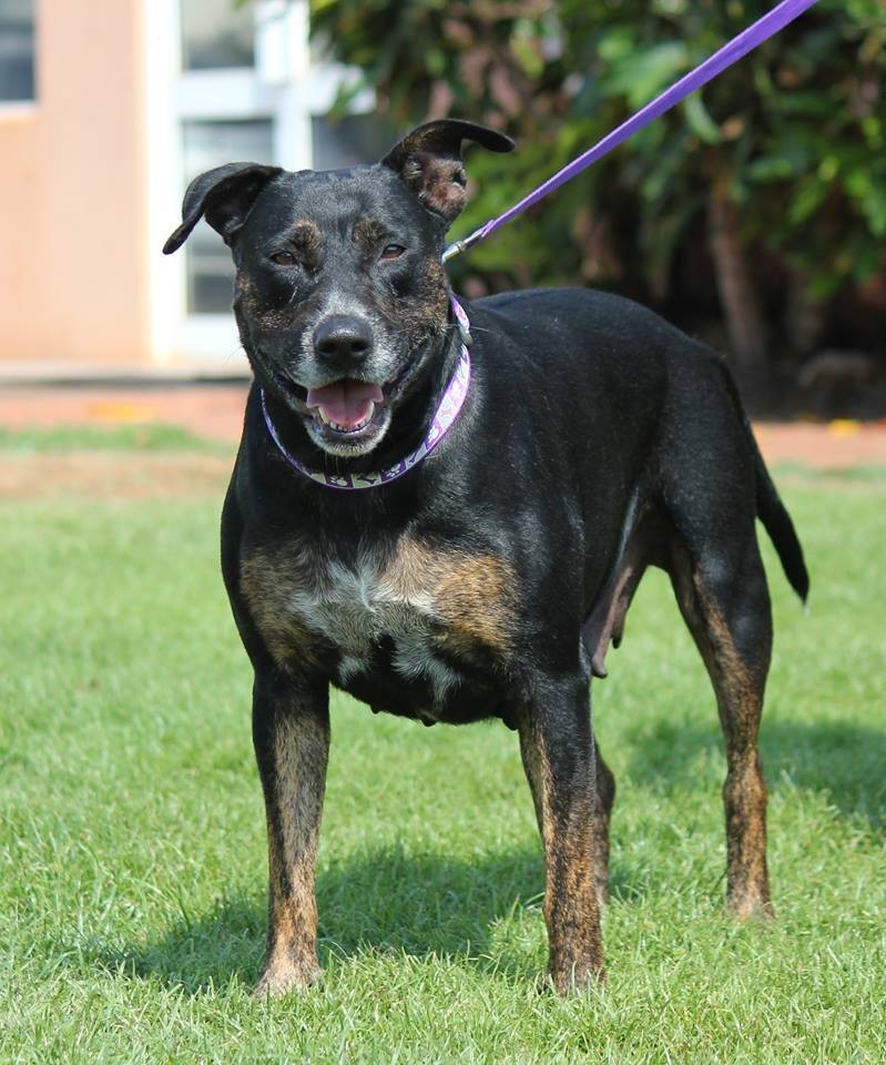 Marmite - Large Female Rottweiler x Staffy Mix Dog in WA - PetRescue