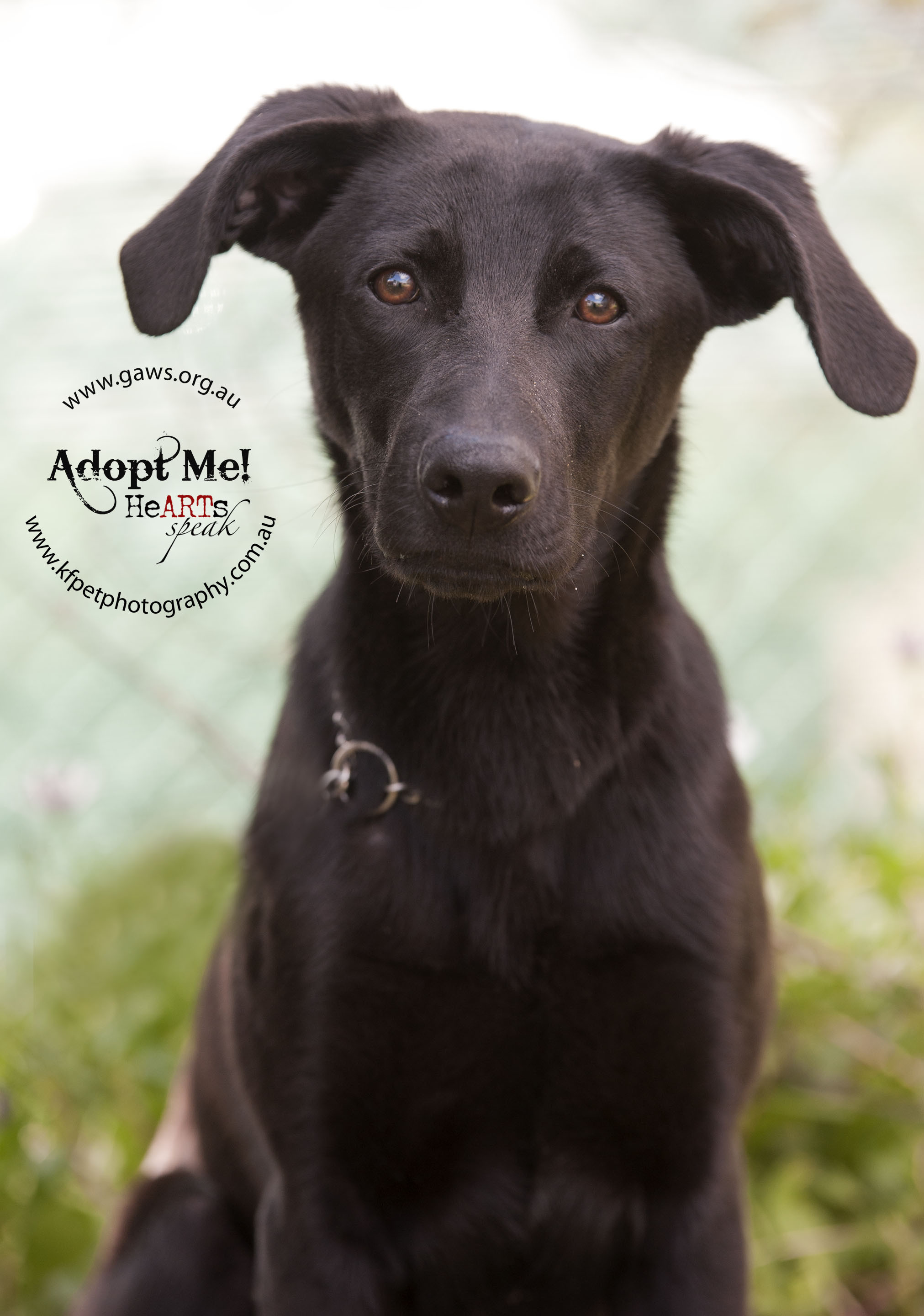 Puppy ID17739 - Large Male Labrador x Pointer Mix Dog in VIC - PetRescue