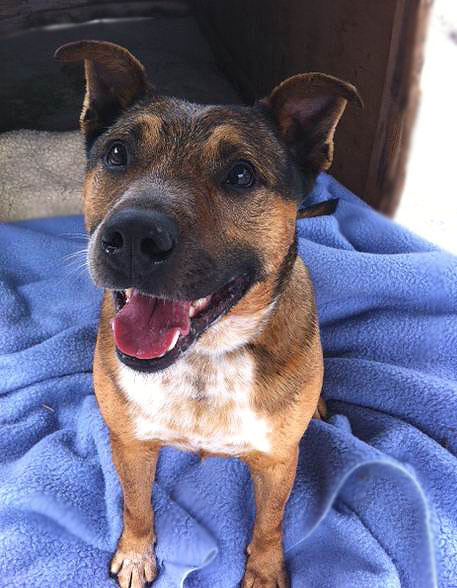 Hooch - Medium Female Staffy x Red Heeler Dog in VIC - PetRescue