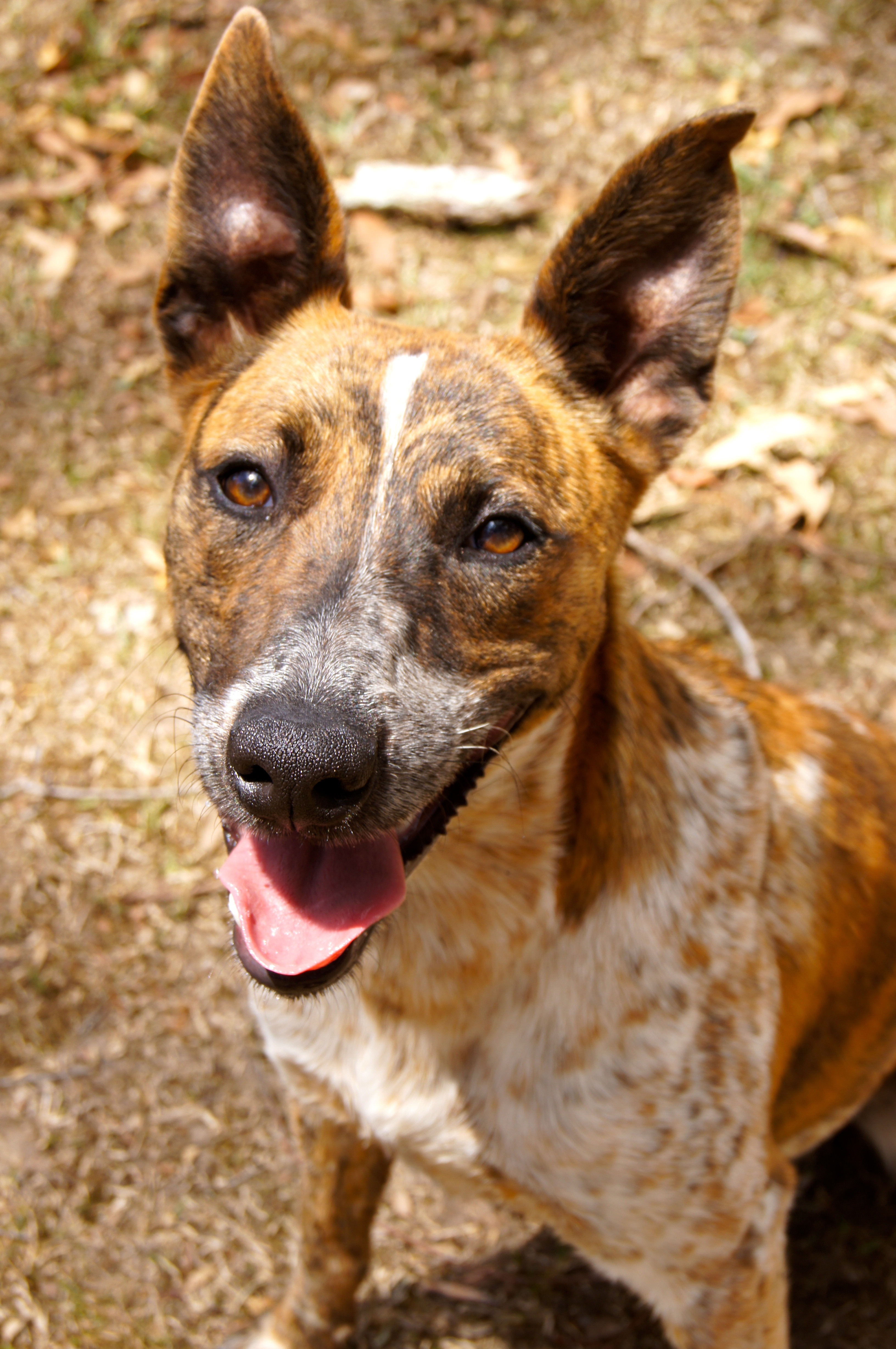 Tigger - Large Male Red Heeler x Whippet x Kelpie Mix Dog in NSW ...