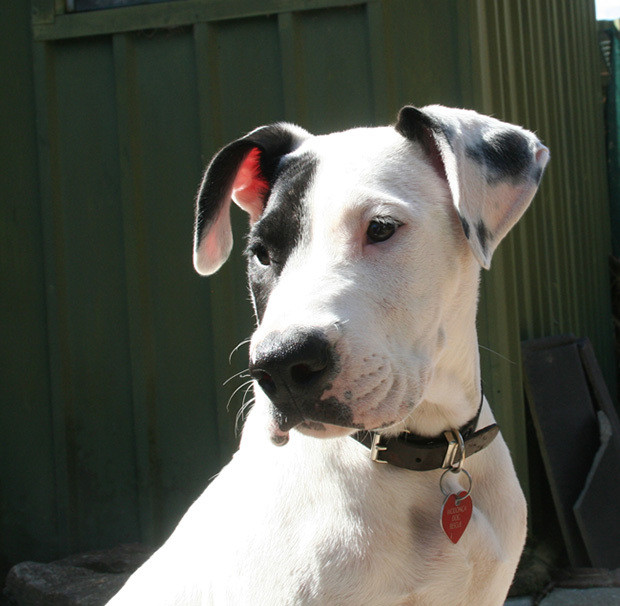 Cricket - Large Male Bull Arab x Bull Hound Dog in VIC - PetRescue