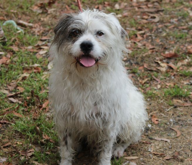 Hairy Mclarey - Large Male Maltese x Staffordshire Bull Terrier Mix Dog ...
