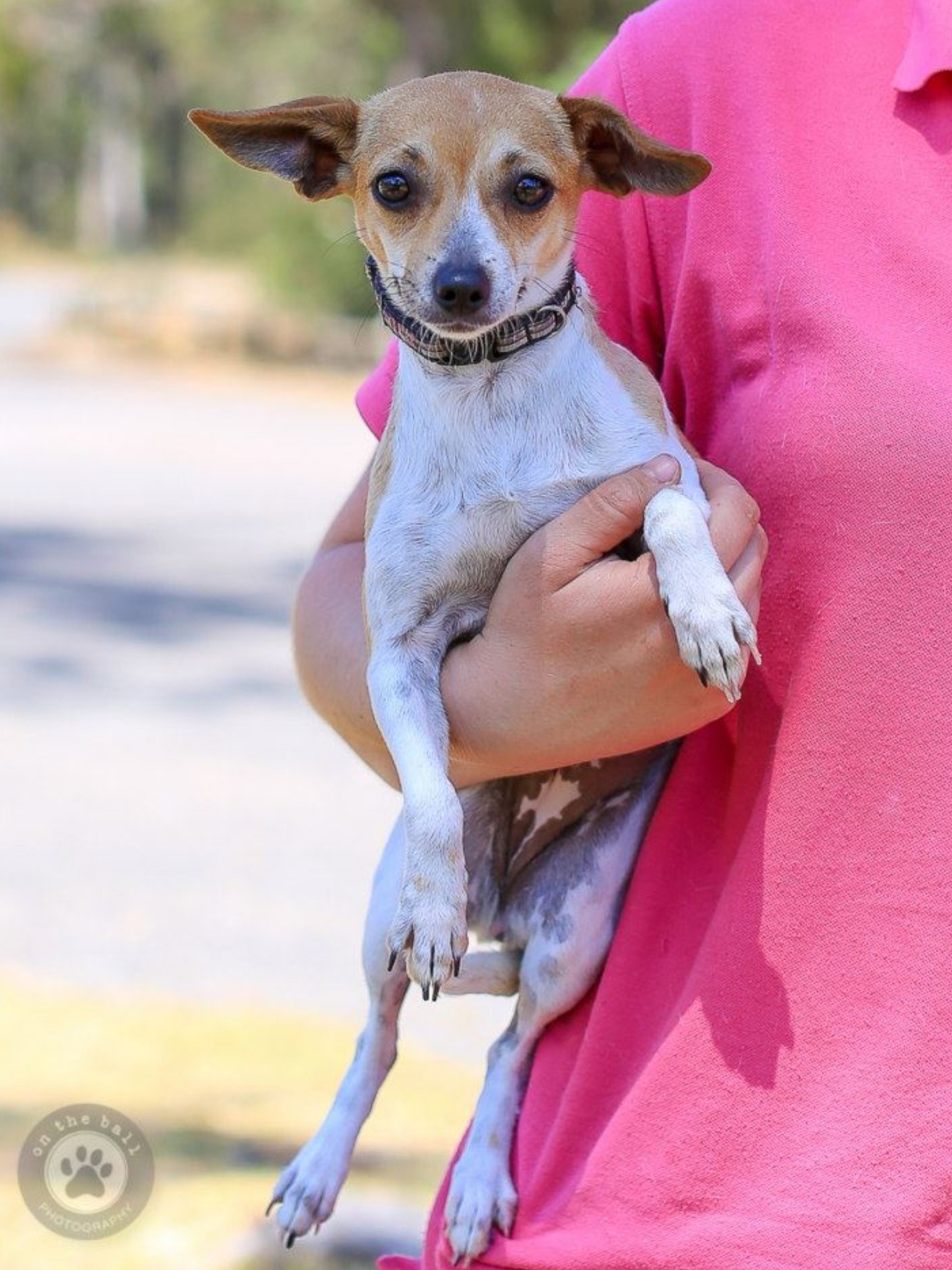 Aurora - Small Female Mini Foxie / Tenterfield Terrier Mix Dog in NSW ...