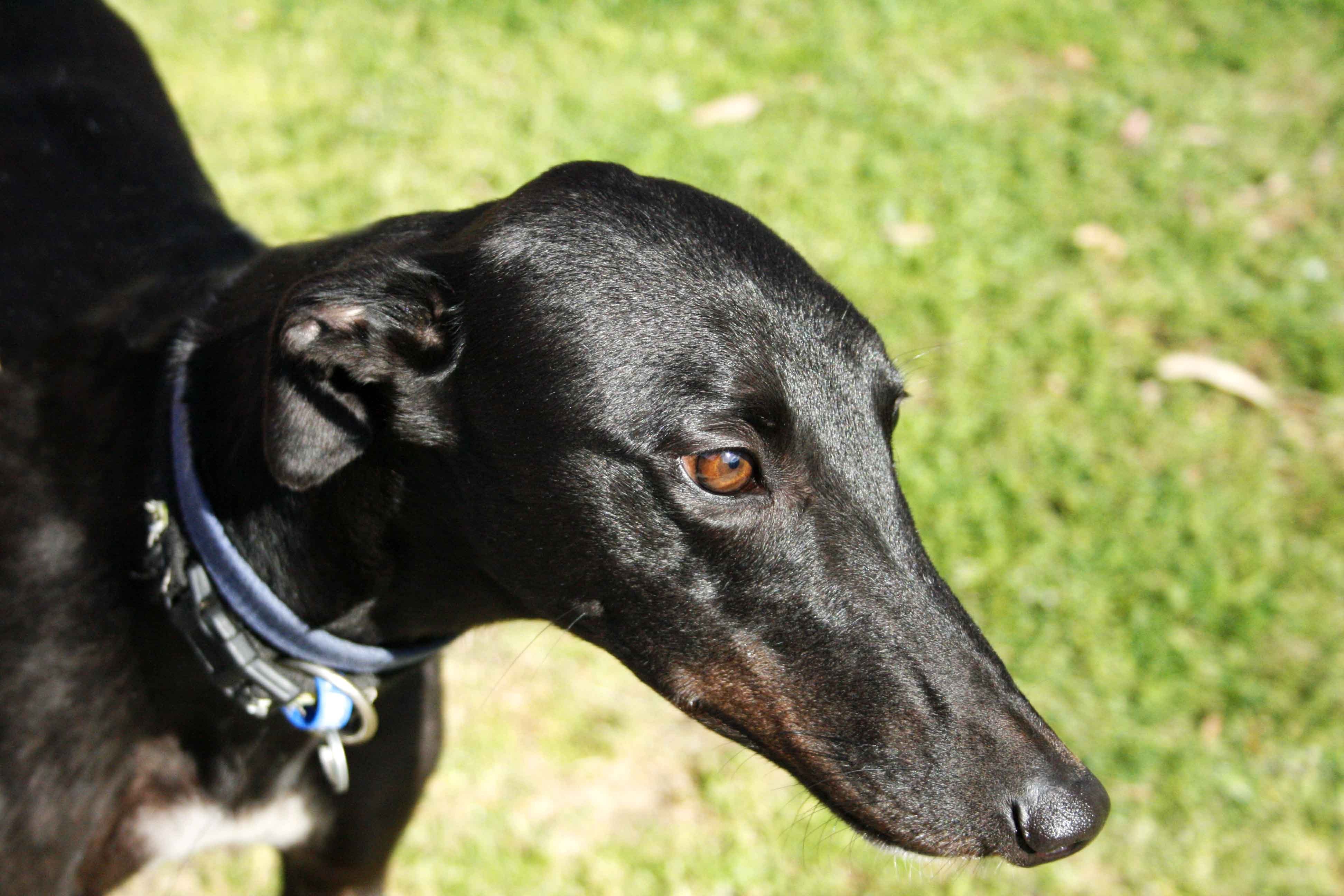 Vita (was Princess) - Large Female Greyhound Dog in NSW - PetRescue