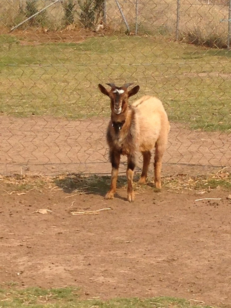 Godfrey - Male Cheviot Mix Goat in NSW - PetRescue