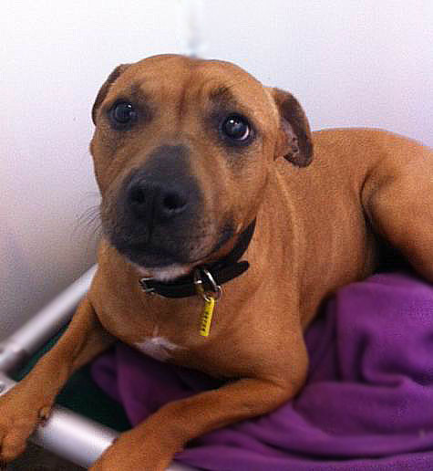 Bella - Medium Female Staffy Dog in VIC - PetRescue