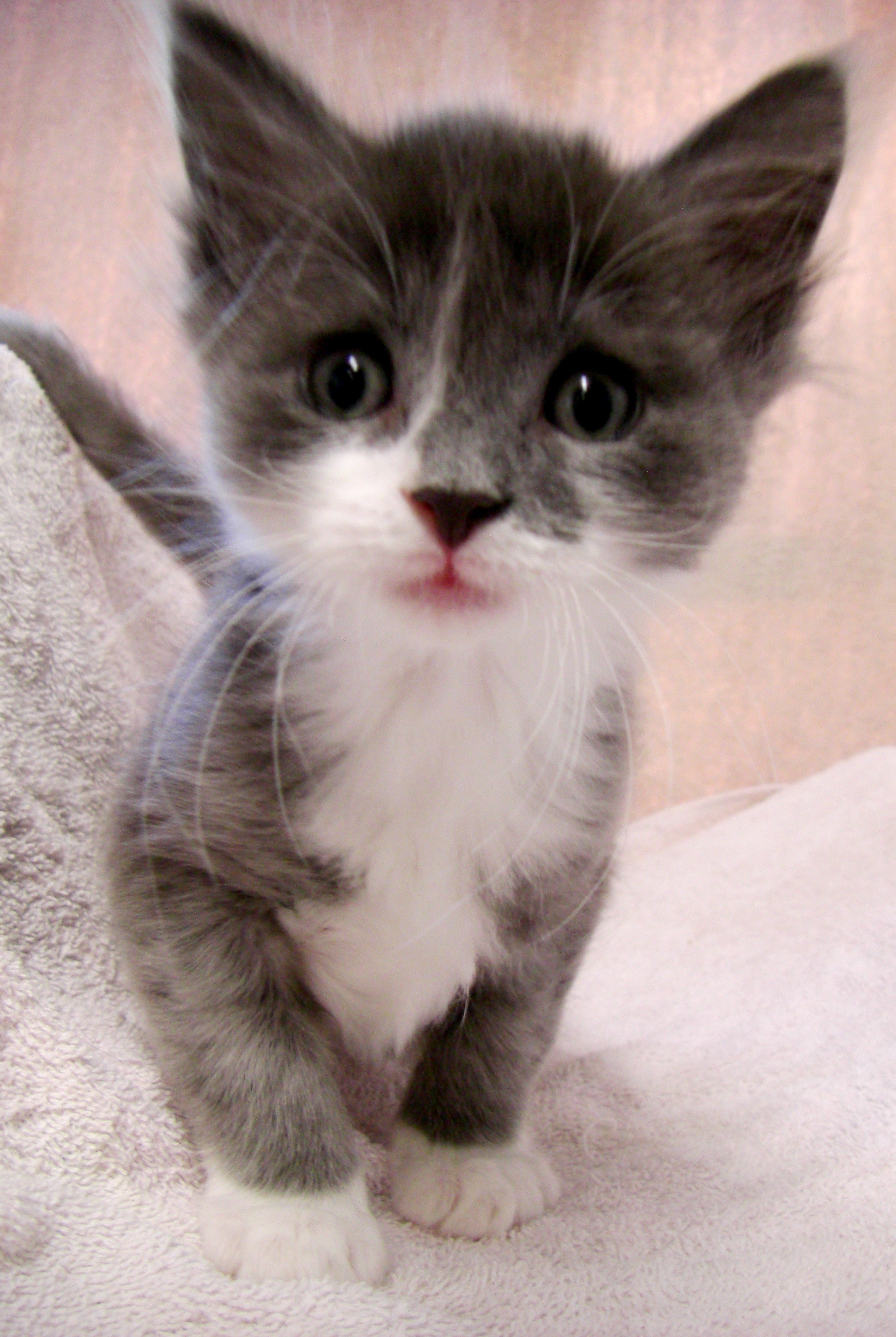 Little Boy Blue - Male Domestic Short Hair Cat in QLD - PetRescue