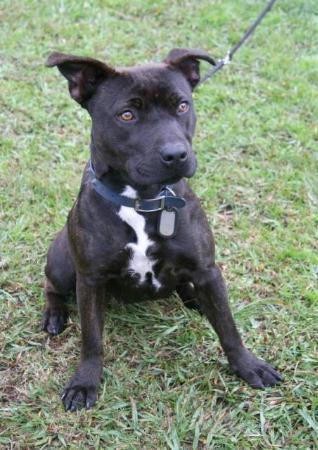 Staffy Rescue - PetRescue