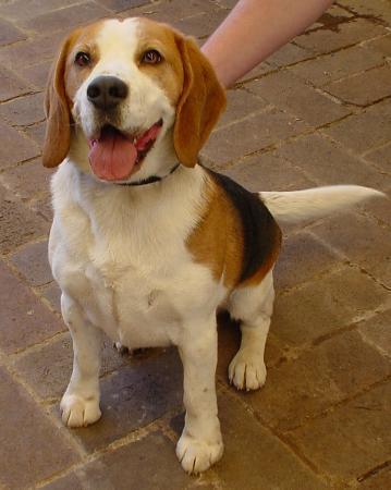 Max - Medium Male Beagle Dog in NSW - PetRescue