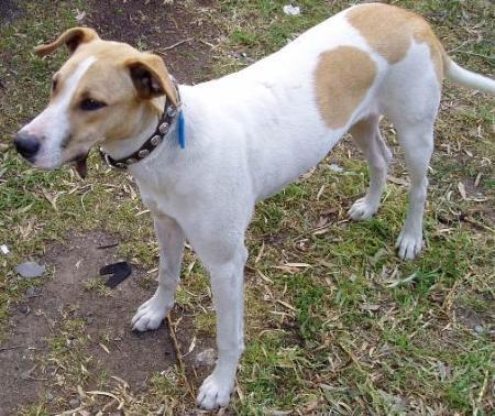 Sarah - Medium Female Sighthound Mix Dog in VIC - PetRescue