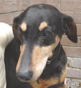 Doby - Large Female Purebred Doberman Dog in NSW - PetRescue