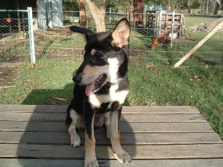 Yoda - Medium Male Bitza Dog in QLD - PetRescue