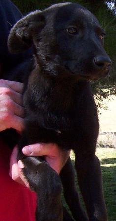 Timba - Medium Male Labrador Mix Dog in NSW - PetRescue
