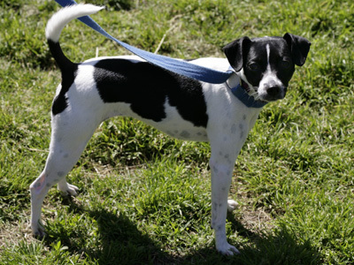 Poppy - Small Female Mini Foxy Cross Jack Russell Terrier Dog in VIC ...