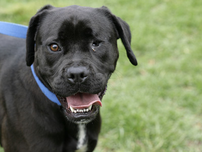 Milly - Medium Female Bloodhound x Boxer Dog in VIC - PetRescue