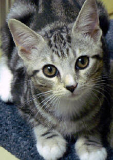 seville - Female Domestic Short Hair Cat in NSW - PetRescue