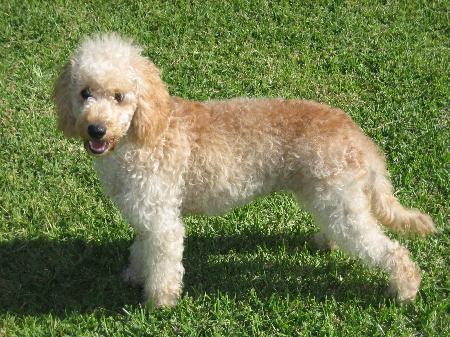 Honey (On Trial) - Medium Female Spoodle Dog in NSW - PetRescue