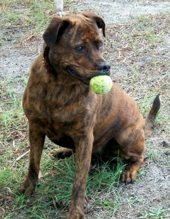 Tegra - Large Female Rotti Staffi Mix Dog in WA - PetRescue