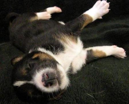 Summa - Adopted - Medium Female Small Mix Dog in WA - PetRescue