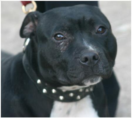 Roxy - Medium Female Staffordshire Bull Terrier Dog in NSW - PetRescue