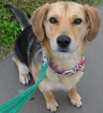 Ruby - Medium Female Beagle x Kelpie Dog in NSW - PetRescue