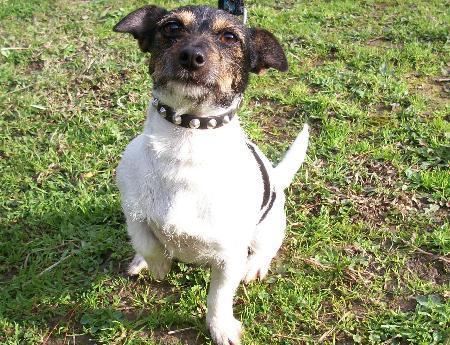 Kirri - Small Female Mini Foxy Mix Dog in VIC - PetRescue