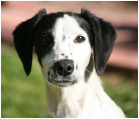 Penny - On Hold - Medium Female Pointer x Whippet Dog in NSW - PetRescue