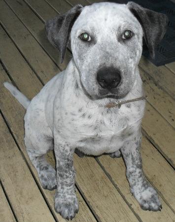 Chipper - Medium Male Mix Dog in QLD - PetRescue