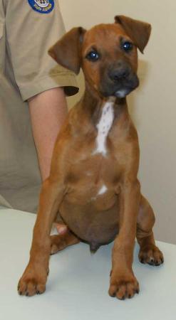 Choccy - Medium Male Boxer x Doberman Dog in SA - PetRescue