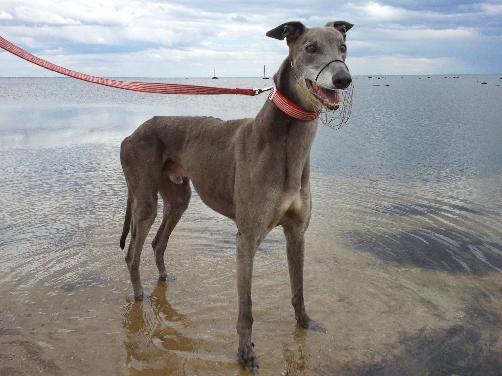 "Big Ben" A6389 - Large Male Greyhound Dog in VIC - PetRescue